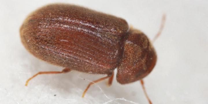 Common Stored Product Pest Species | Rentokil