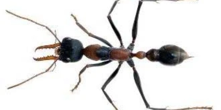 Ant species of Australia | Rentokil AU