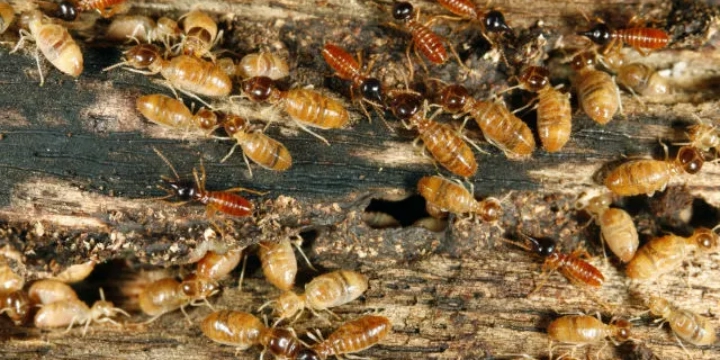 How to identify termites | Rentokil AU