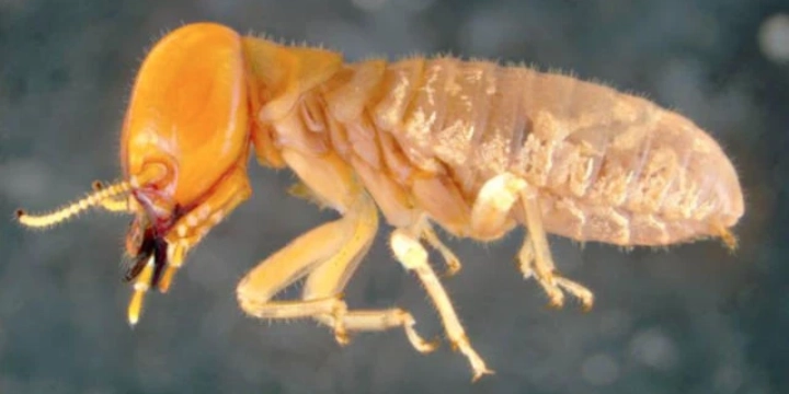 Termite types and pest species in Australia | Rentokil AU