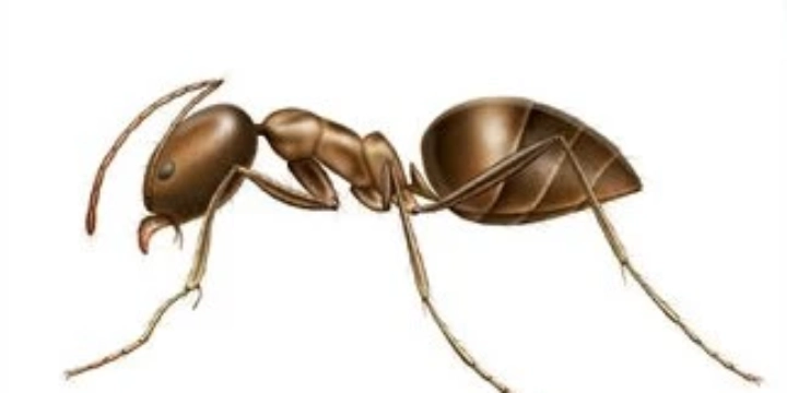 Ant species of Australia | Rentokil AU