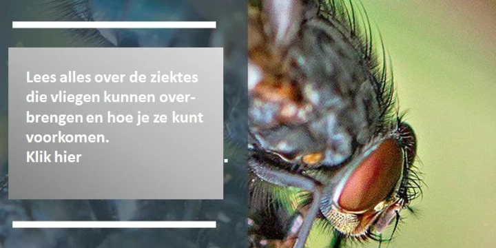 Huisvliegen: 10 must-know feiten | Rentokil België