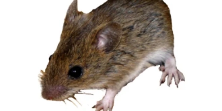 Espécies de Ratos | Rentokil Portugal
