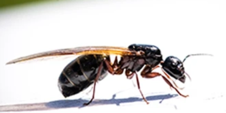 Ant species of Australia | Rentokil AU