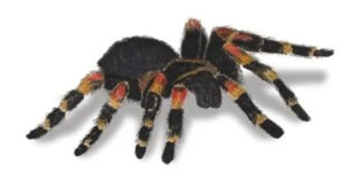 Common Australian Spiders | Rentokil AU