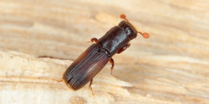 Wood Borer Species in Brunei | Rentokil Pest Control