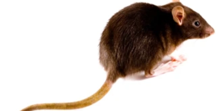 Quali sono le diferenze tra ratti e topi | Rentokil Italia