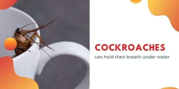 Common cockroach fears in homes | Rentokil Singapore