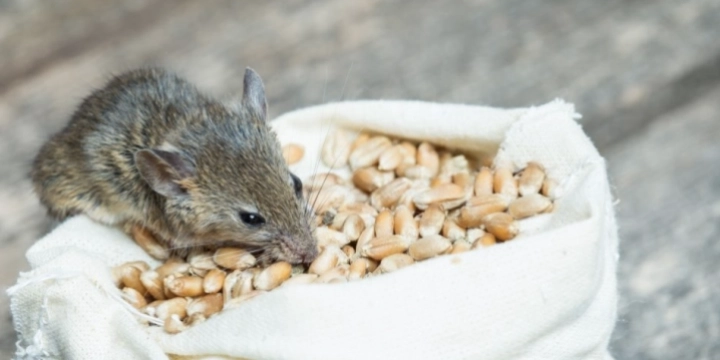 DIY Pest Prevention Tips Debunked | Rentokil Malaysia