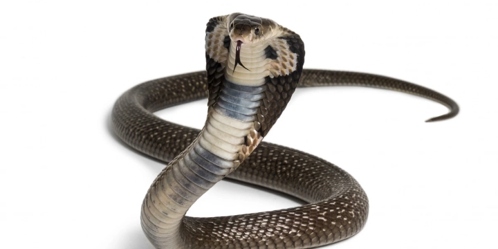 Snake Species in the Philippines | Rentokil Pest Control