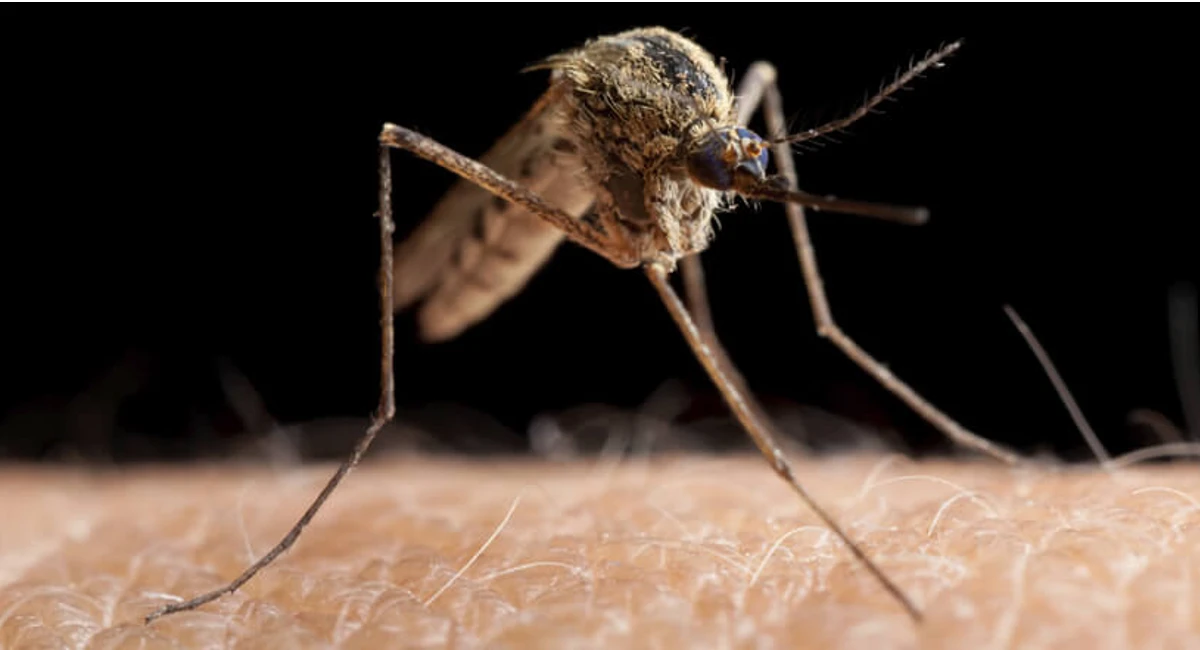 ¿Sabes por qué aumentan los mosquitos en temporada de lluvias y cómo ...