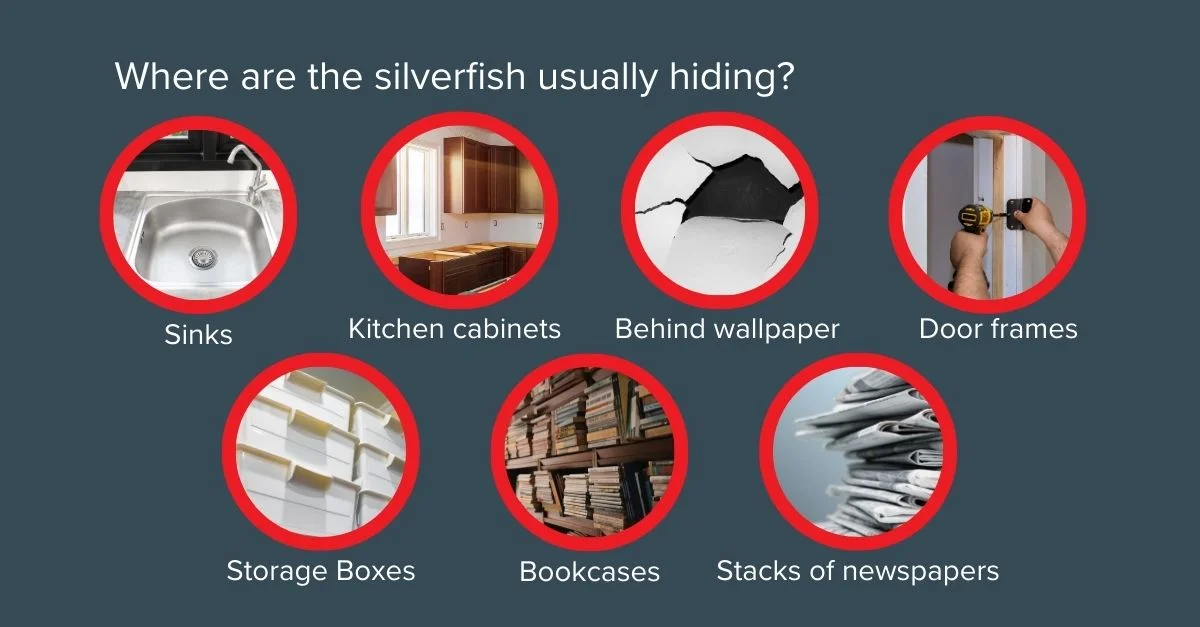 How To Get Rid of Silverfish | Rentokil Hong Kong