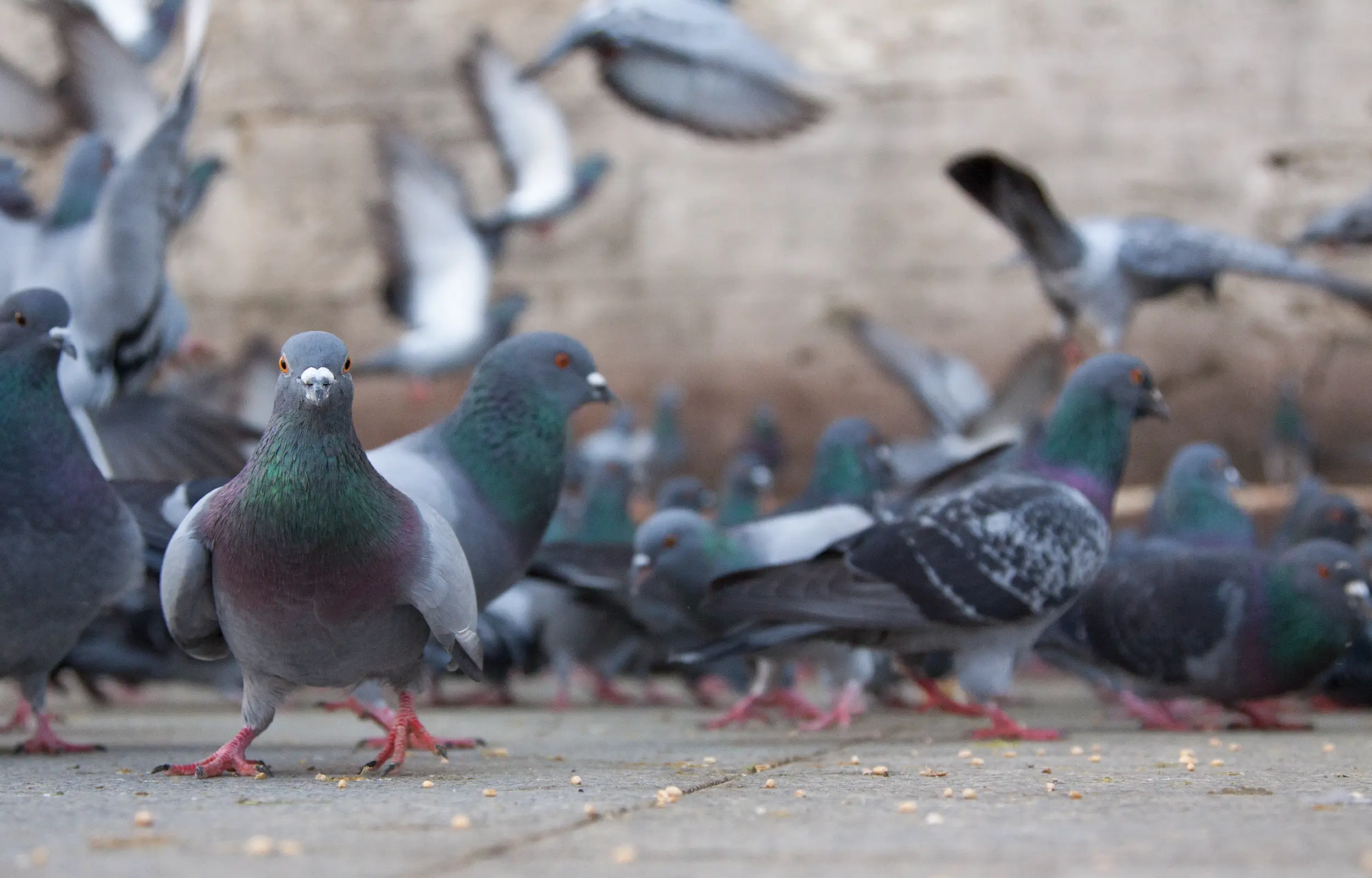 Birds, Beaches & Balance: Managing Birds with Care | Rentokil GY