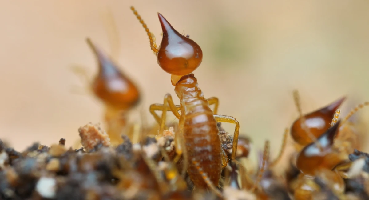 Why Pre-Construction Termite Protection Is Non-Negotiable for Caribbean ...