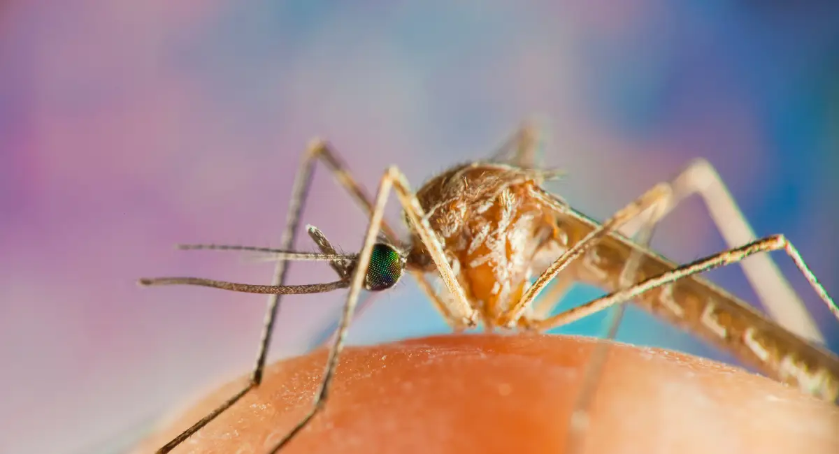 Understanding the Culex Mosquito: Carrier of Encephalitis