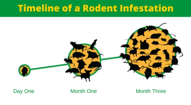 What are the signs of a rodent infestation?