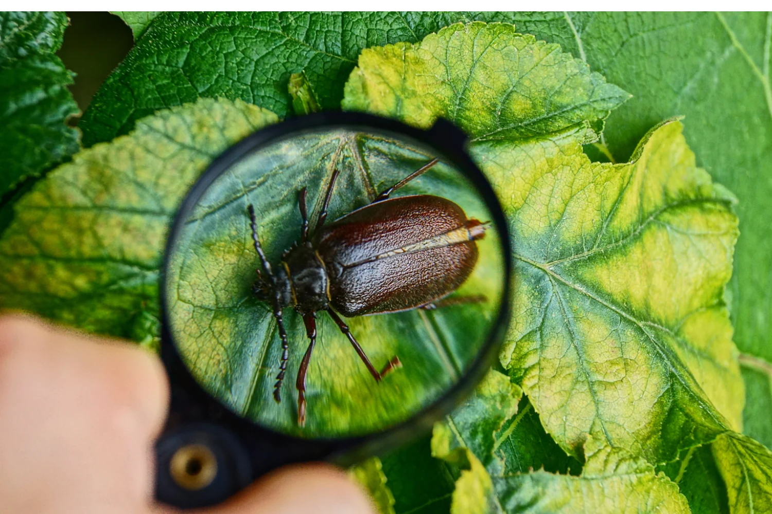Common Pest Threats: World Pest Day