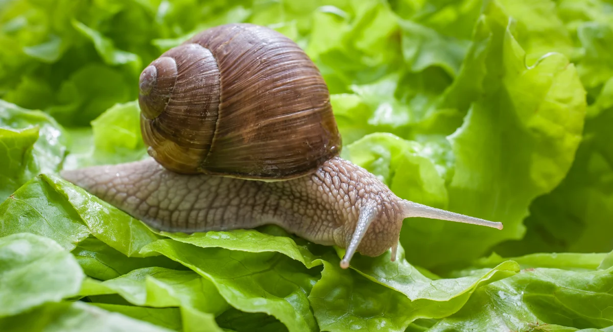 Understanding and managing snails & slugs in your garden