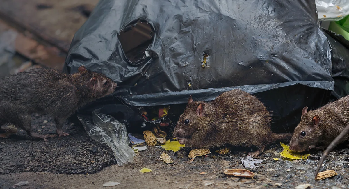 Ratten bij de barbecue voorkomen: tips & gevaren | Rentokil Nederland