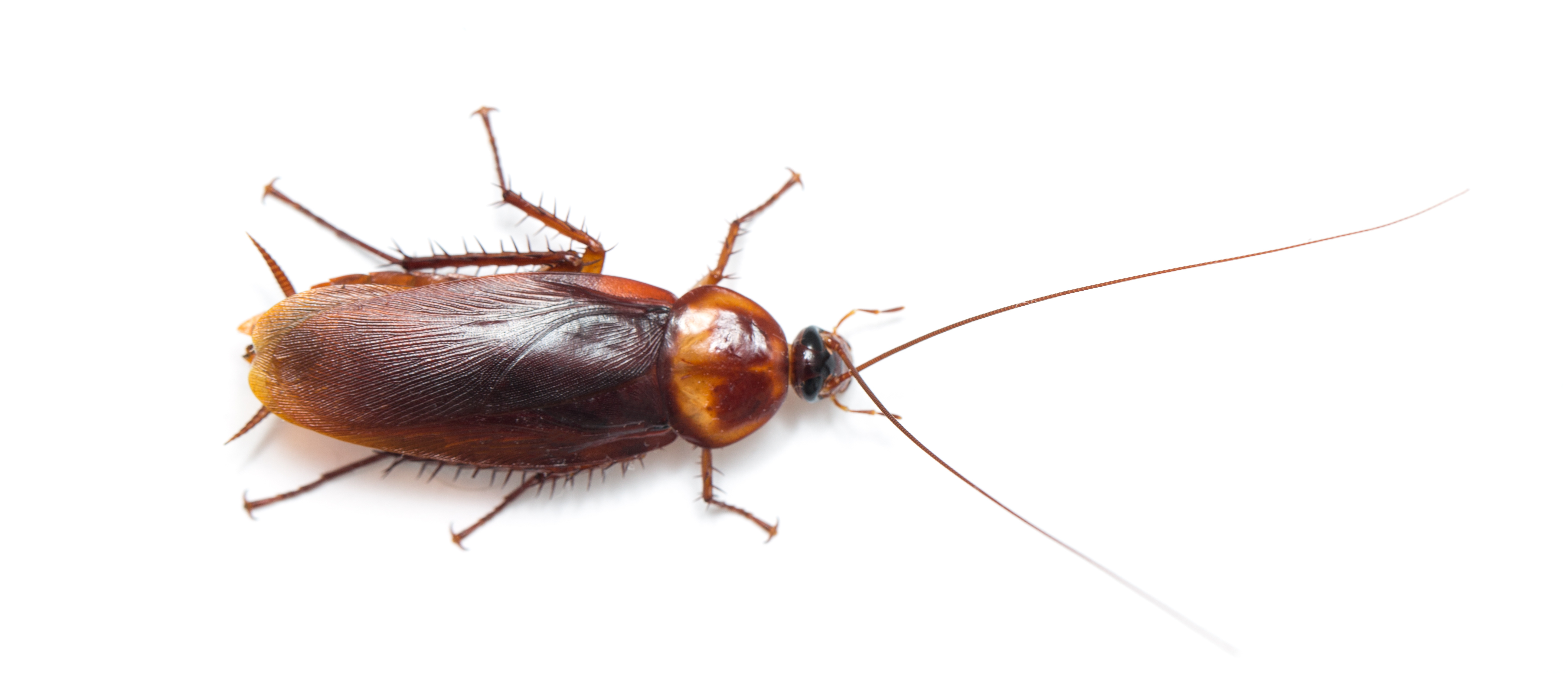 Cockroaches: Is Your Supply Chain Delivering More Than Just Goods ...