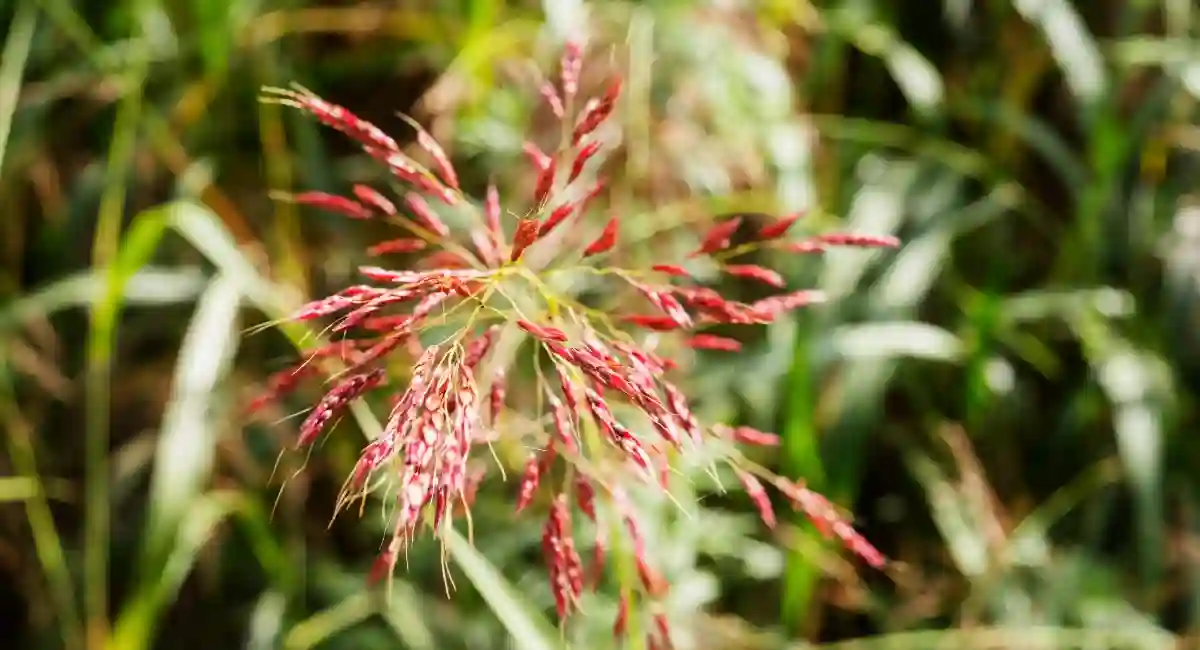 Your field guide to 5 nuisance plants | Rentokil US