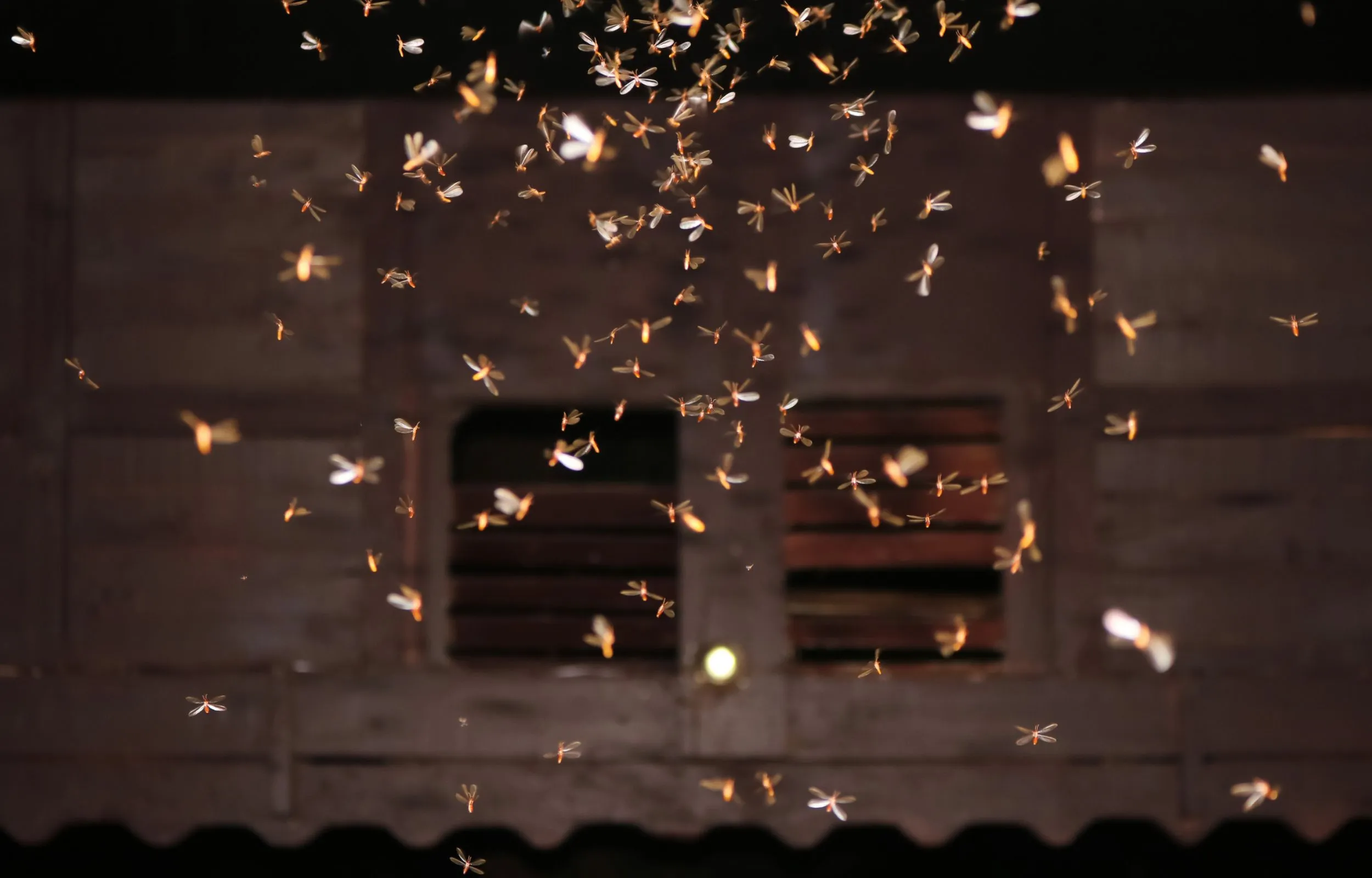 Apa Itu Laron? - Rentokil Pest Control Indonesia