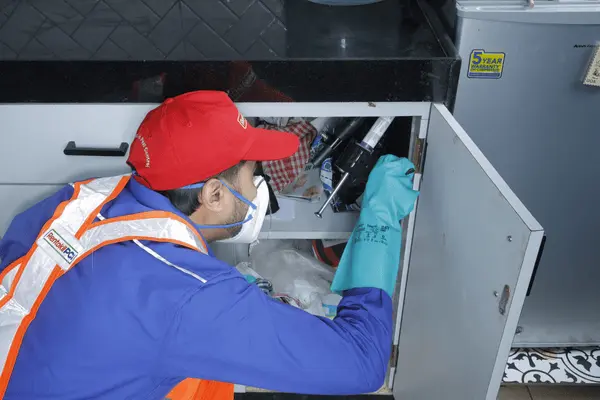 How local pest experts manage emergency pest issues? | Rentokil AU