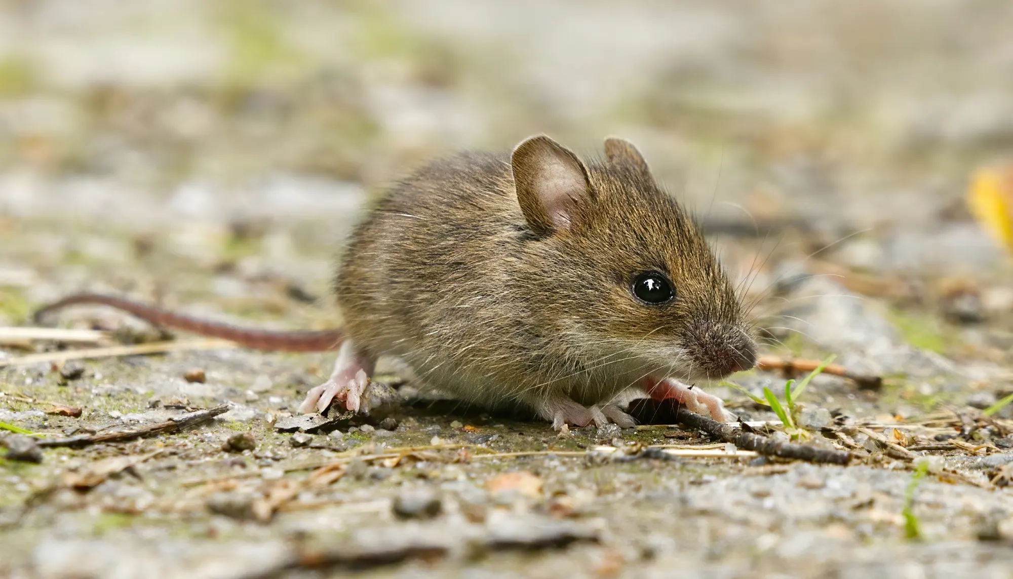 Wat te doen tegen veldmuizen? Tips & bestrijding | Rentokil Nederland